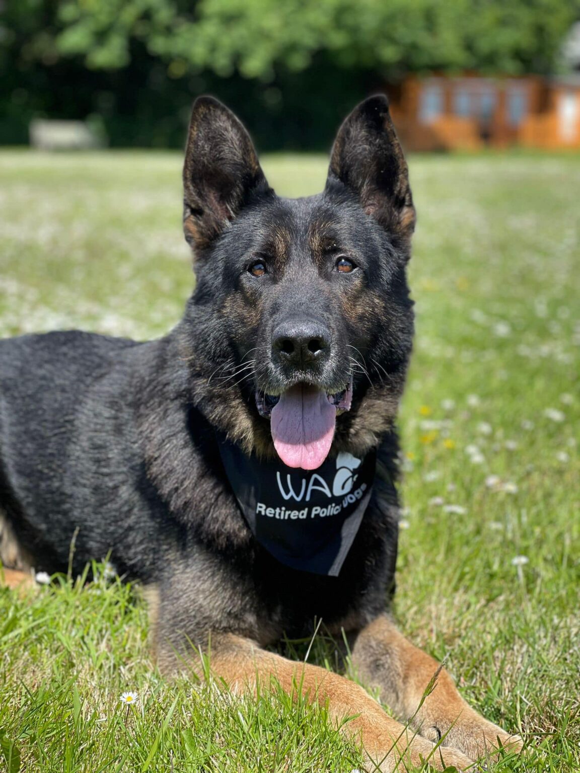 Sponsor a Retired Police Dog – Wags Retired Police Dogs